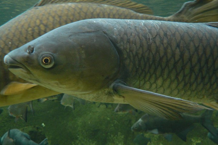 Where to Buy Triploid Grass Carp: A Guide for Aquatic Pest Management ...