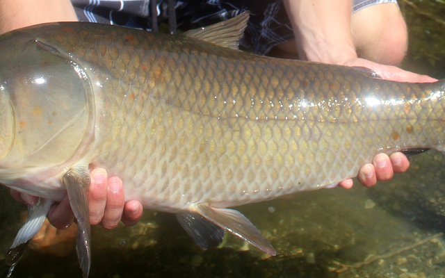 What Is The Difference Between Buffalo Fish And Carp? - Carp Fishing Blog