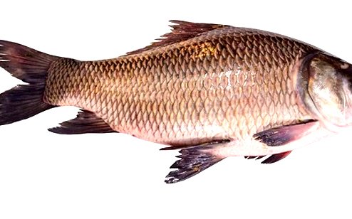 Catla Carp: Biology, Distribution, and Ecological Impact - Carp Fishing ...