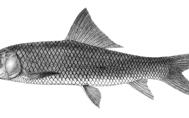 Mrigal Carp: Biology, Distribution, and Ecological Impact - Carp ...