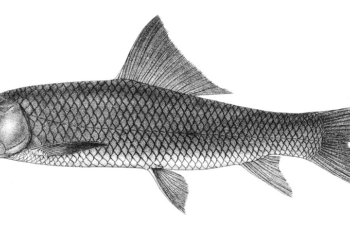 Mrigal Carp: Biology, Distribution, and Ecological Impact - Carp ...