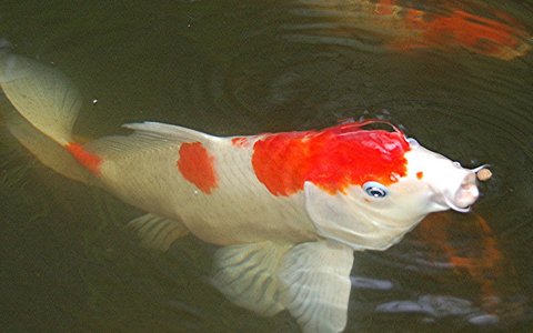 Kōhaku (Fish) - A Comprehensive Guide - Carp Fishing Blog