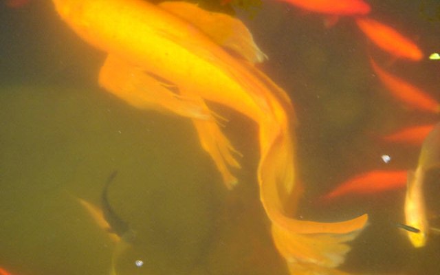 Introduction to Butterfly Koi: The Majestic and Colorful Fish - Carp ...