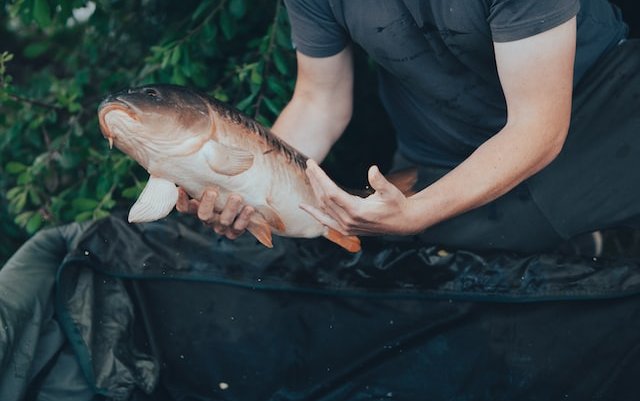 The Invasive Nature of Carp in Australia: Impact and Control Measures ...