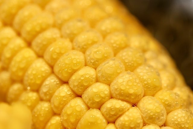 Sweetcorn: A Popular and Effective Bait for Carp Fishing - Carp Fishing ...